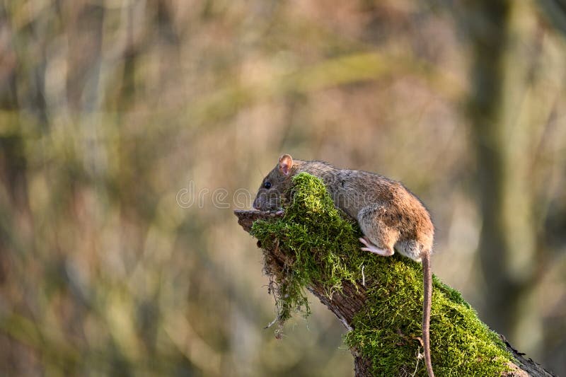A wild rat stock photo. Image of mammal, outdoors, longtailed - 242752688