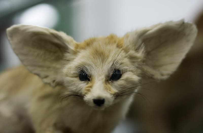 Wild rat stock photo. Image of depiction, territory, furry - 889118