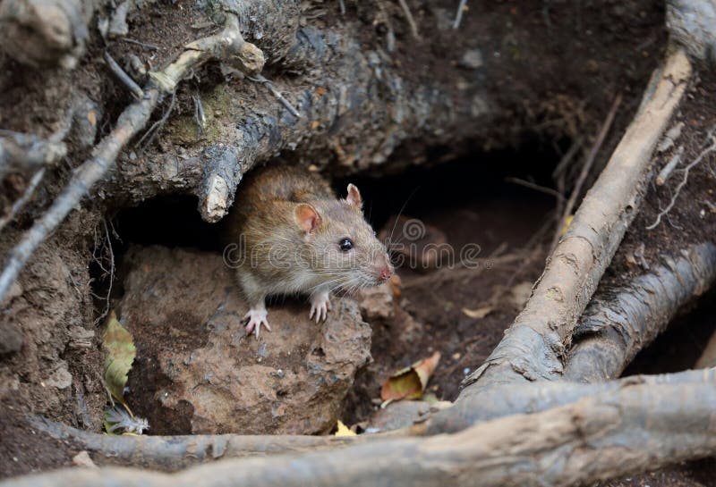 Wild Rat Crawls Out of a Hole in the Ground Under the Roots of a Tree ...