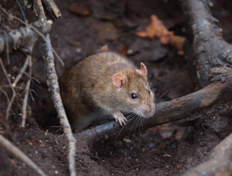 Wild Rat Crawls Out of a Hole in the Ground Under the Roots of a Tree ...