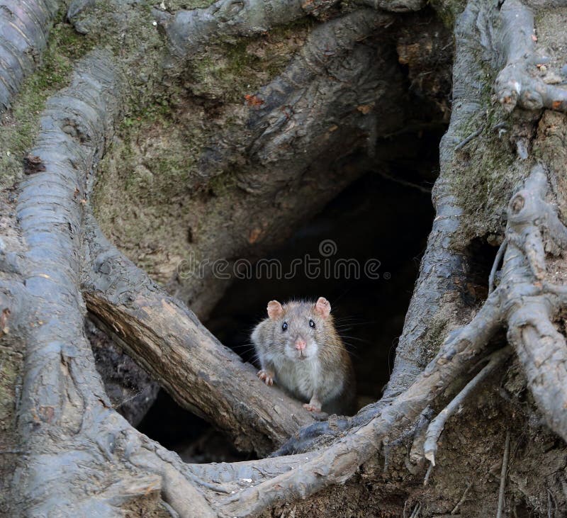 Wild Rat Crawls Out of a Hole in the Ground Under the Roots of a Tree ...