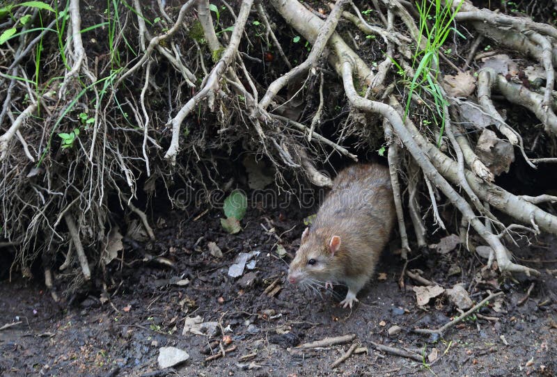 Wild Rat Crawls Out of a Hole in the Ground Under the Roots of a Tree ...