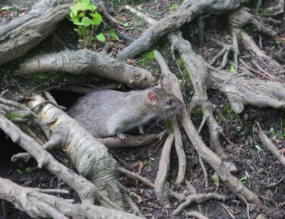 Wild Rat Crawls Out of a Hole in the Ground Under the Roots of a Tree ...