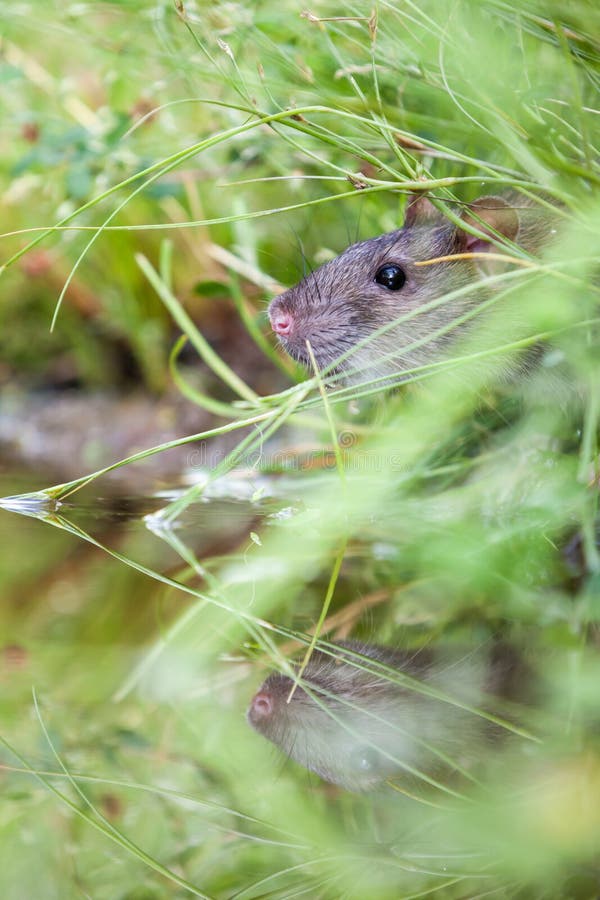 Wild rat stock photo. Image of wild, domestic, river - 58513558