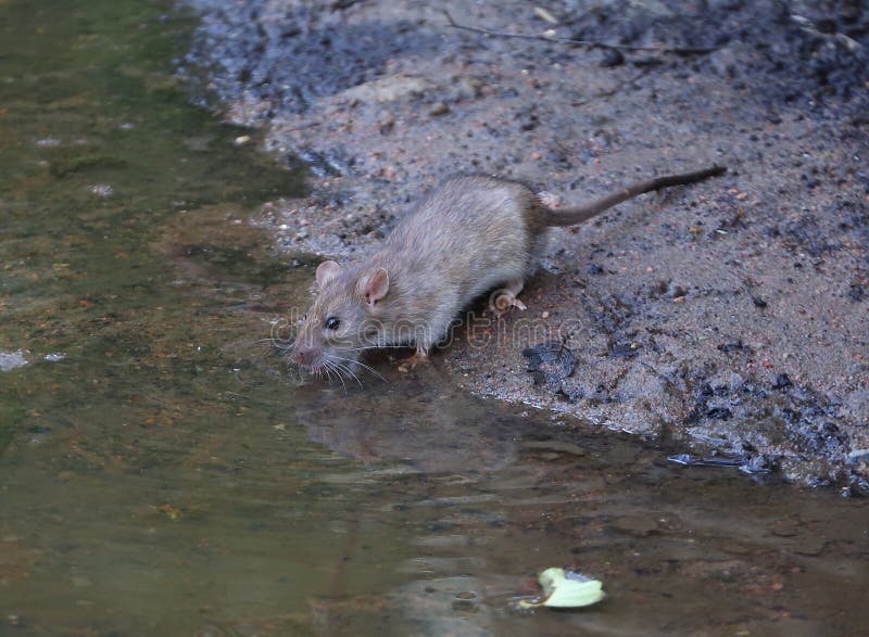 Wild Rat Drinks Water from the River Stock Photo - Image of drinking ...
