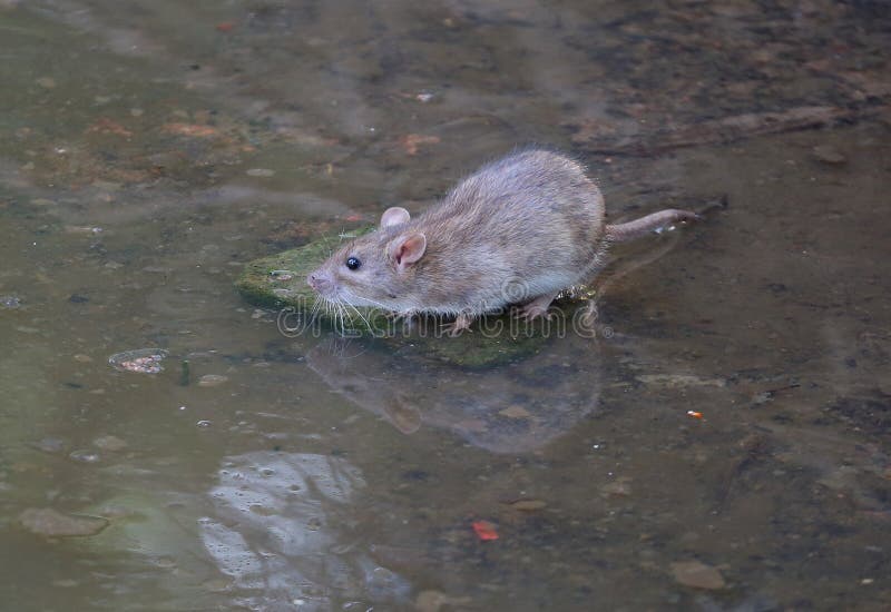 Wild Rat Drinks Water from the River Stock Image - Image of fauna ...