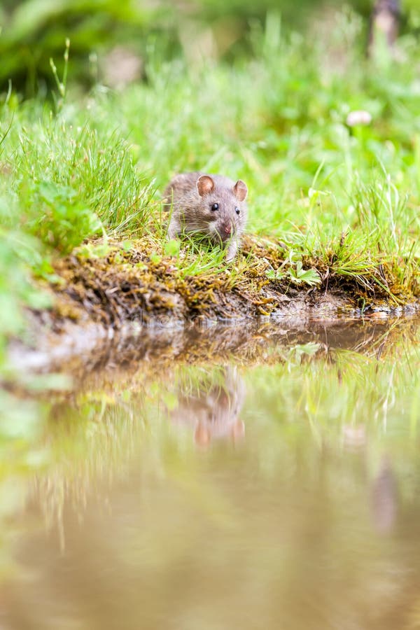 Wild rat stock image. Image of species, mouse, nature - 58452877