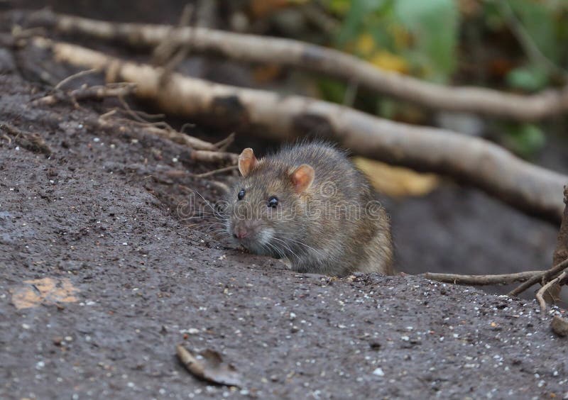Wild Rat Gets Out of a Hole in the Ground Stock Image - Image of ...
