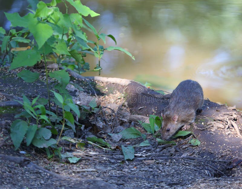 Wild Rat is Looking for Food on the Riverbank Stock Image - Image of ...