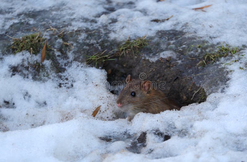 Wild Rat Peeks Out of a Hole in the Dirty Snow Stock Photo - Image of ...