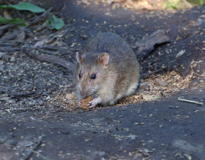 Wild Rat with a Piece of Food in Its Front Paws is Sitting on the ...