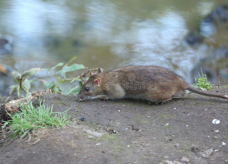 Wild Rat Runs Along the Riverbank Stock Image - Image of wildlife ...