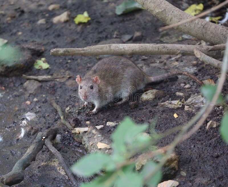 Wild Rat Sits on the Ground among the Branches Stock Image - Image of ...