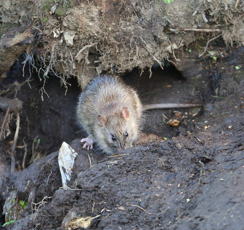Wild Rat Sits Near a Hole in the Ground Stock Photo - Image of animal ...
