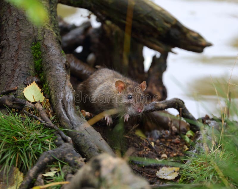 Wild Rat Sits Near the Water on the Roots of a Tree Stock Image - Image ...