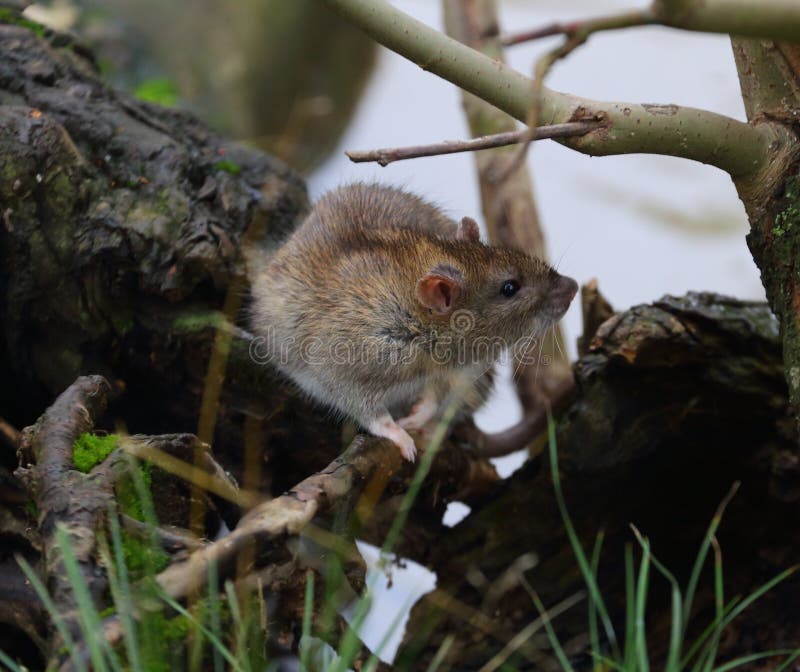 Wild Rat Sits on the Roots of a Tree Stock Photo - Image of nature ...