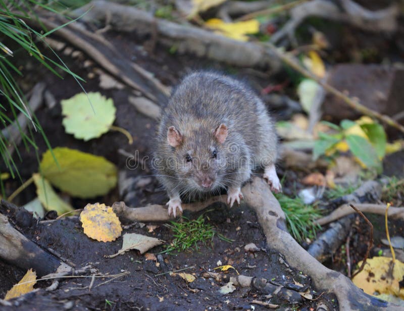 Wild Rat Sits on the Roots of a Tree Stock Photo - Image of outdoor ...