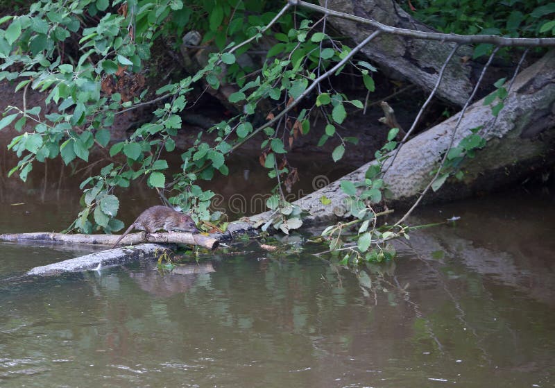 Wild Rat Sits on a Tree that Has Fallen into the Water Stock Photo ...
