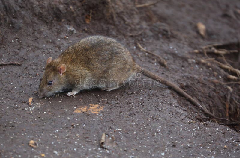Wild Rat is Sitting on the Ground Stock Image - Image of cute, rodent ...