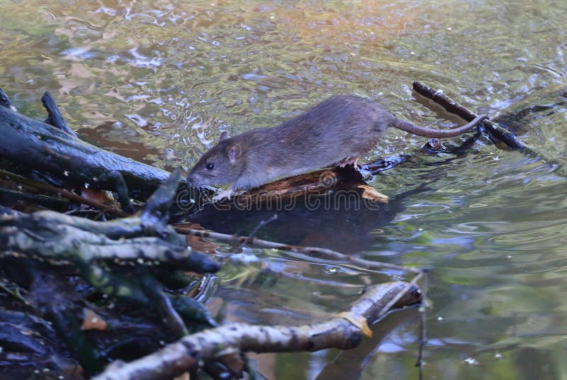 Wild Rat Walks Along a Coastal Snag Stock Photo - Image of wild, fauna ...