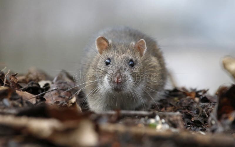 Wild Rats Foraging in the Woods Stock Image - Image of wood, beautiful ...