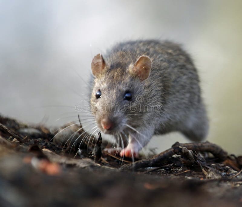 Wild Rats Foraging in the Woods Stock Photo - Image of rodents ...