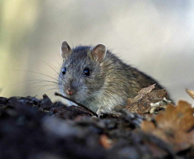 Wild Rats Foraging in the Woods Stock Image - Image of animal, beauty ...