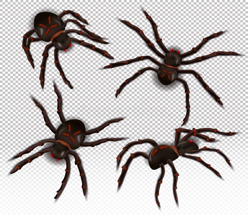 Wild Realistic Spider from Different Angles. Spiders on a Transparent ...