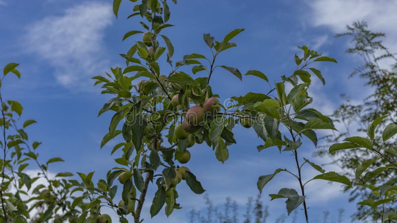 Wild Red Apples Against a Blue Sky Stock Photo - Image of background ...