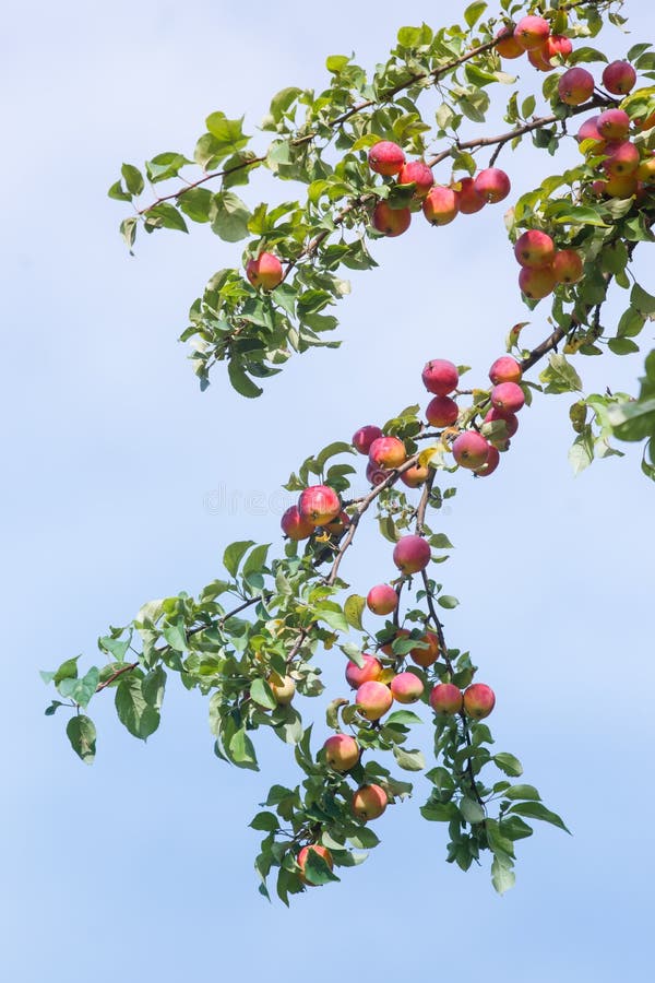 Wild Red Apples on a Branch . Stock Photo - Image of nature ...