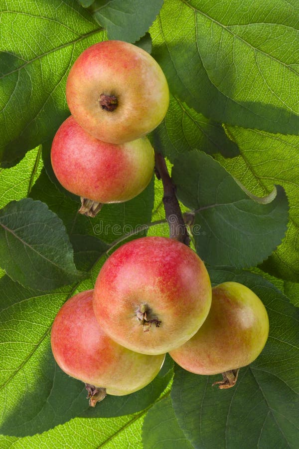 Wild Red Apples on a Branch Stock Image - Image of orchard, august ...