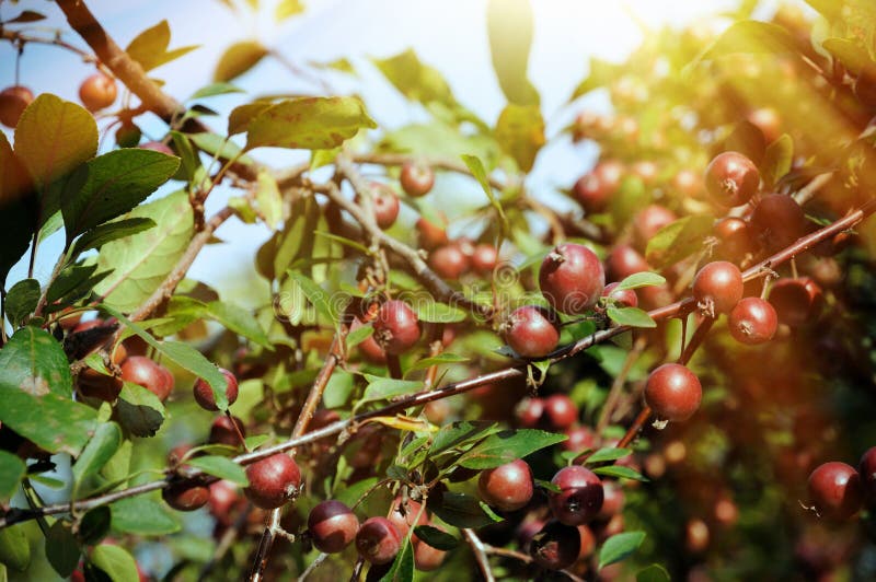 Wild red apples stock photo. Image of green, color, branch - 53980950