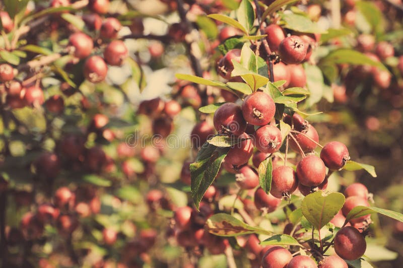 Wild red apples stock image. Image of juicy, color, nature - 54546743