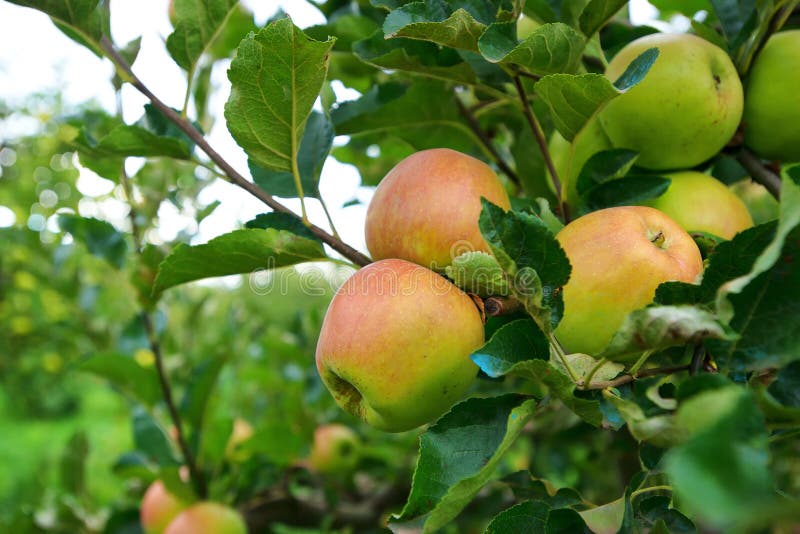 Wild Red Apples on a Branch with Green Leaves Stock Photo - Image of ...