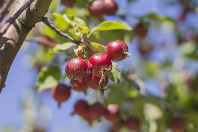 Wild Red apples stock photo. Image of freshness, apple - 58692114