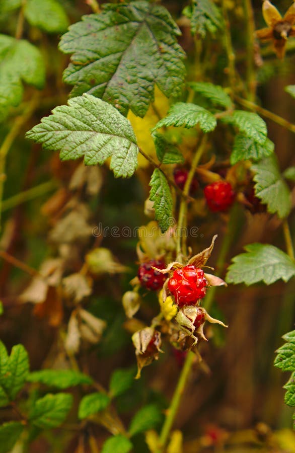 Wild red berries stock photo. Image of berry, boiled - 211997900