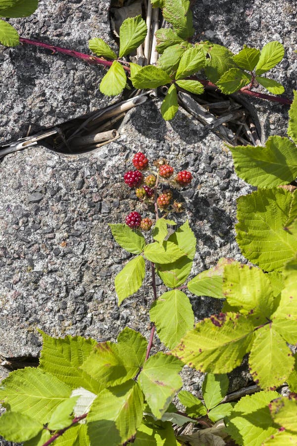 Wild Red Berries Growing Against Stone Texture Stock Photo - Image of ...