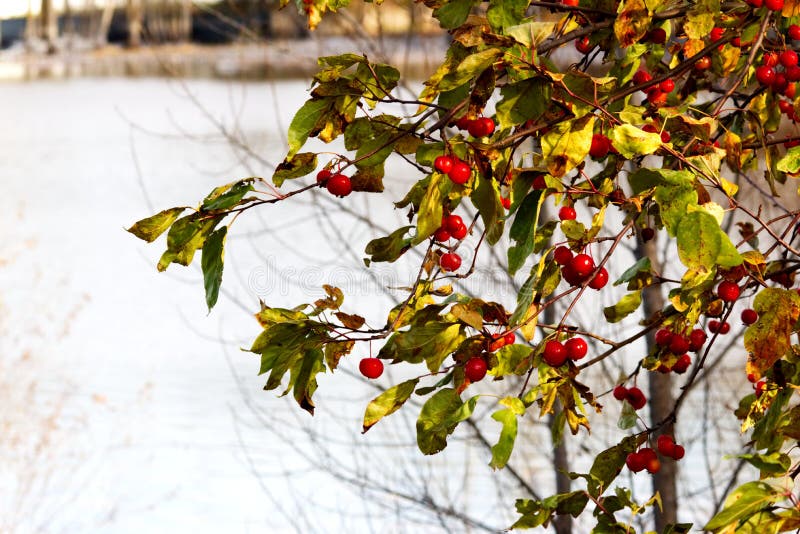 Wild Red Berries on a Tree Near the Water Stock Image - Image of fall ...
