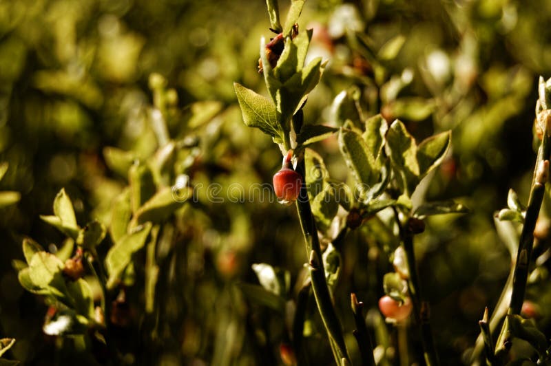 Wild red berries on a tree stock photo. Image of branch - 188798800