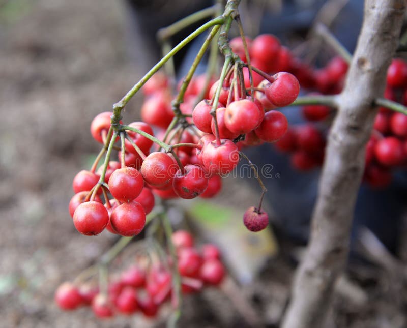 Wild Red Berry Fruits stock image. Image of fruit, bushes - 51483567