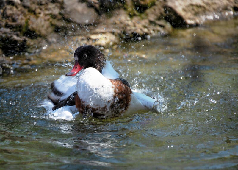 Red-billed Duck in the River Stock Photo - Image of lake, bird: 245329900