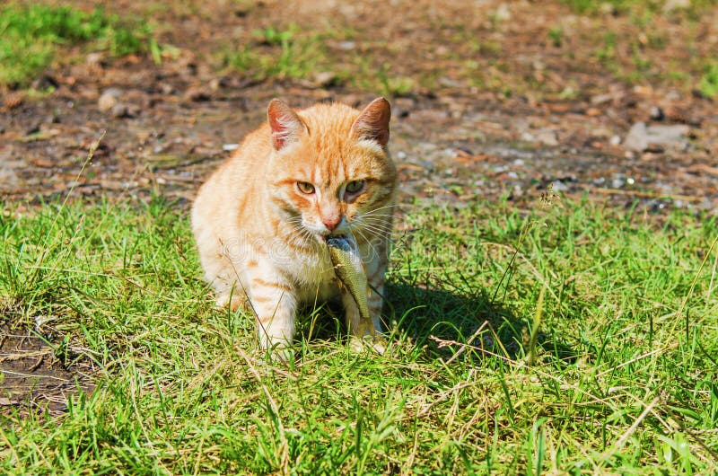 Wild red cat stock image. Image of nature, beautiful - 96929887