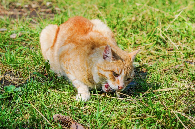 Wild red cat stock image. Image of fluffy, cute, homeless - 96929957