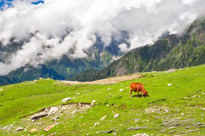 Wild Red Cow in Himalaya Mountains Stock Image - Image of green, india ...