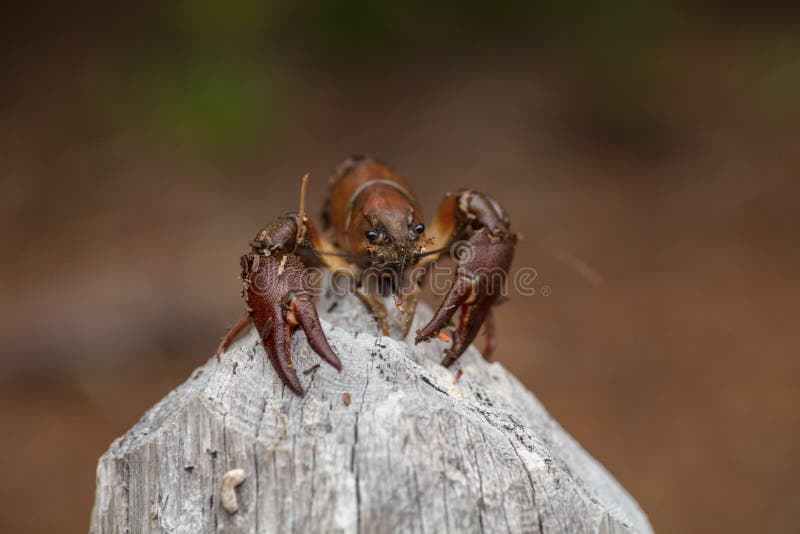 Cray fish stock image. Image of pole, pollen, insect - 184500537