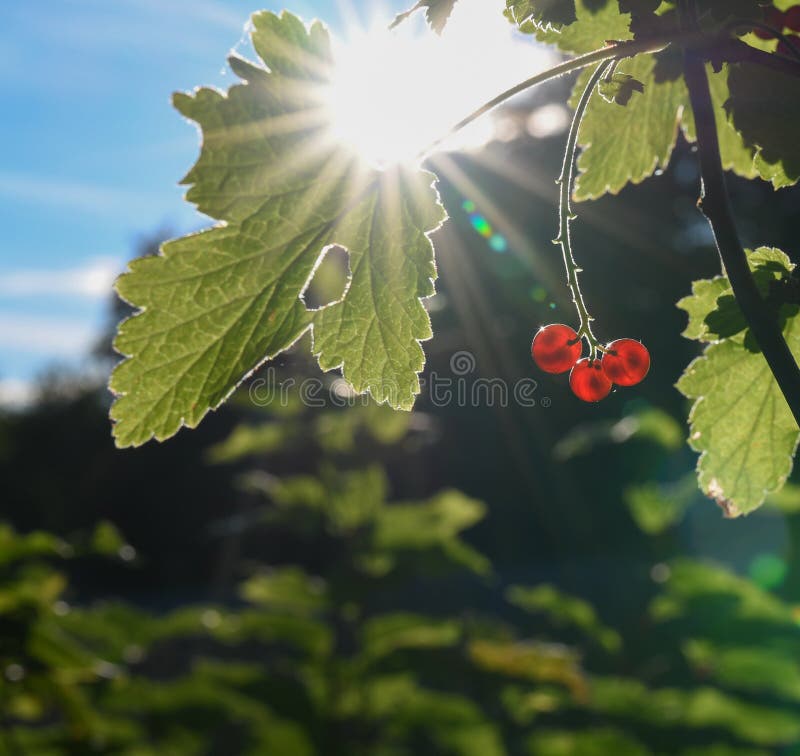 Wild red currant shrub stock photo. Image of produce - 271508950
