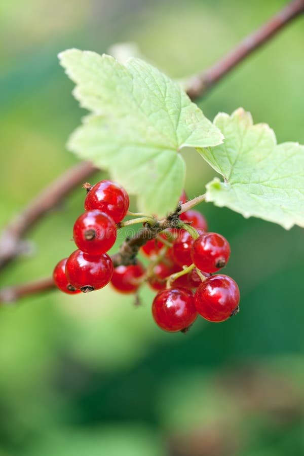 18,493 Red Delicious Currants Stock Photos - Free & Royalty-Free Stock ...
