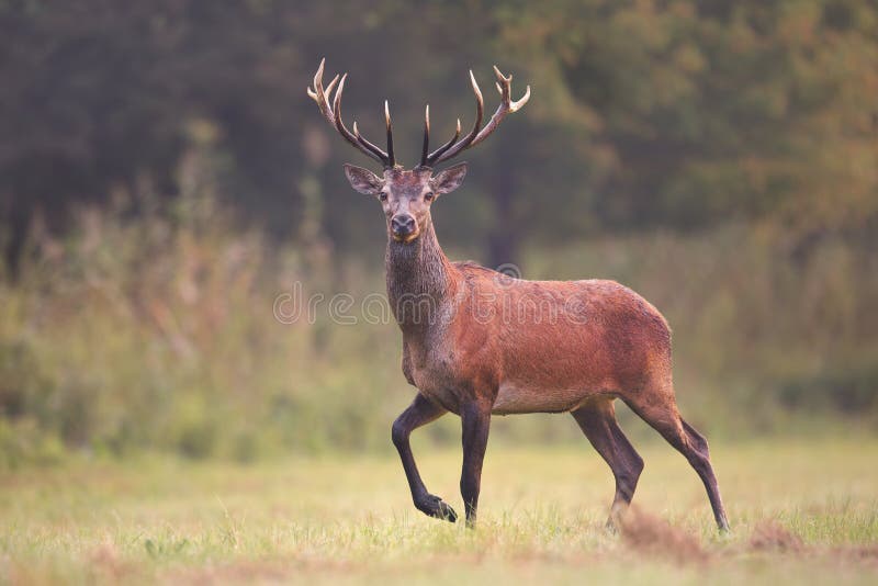 Wild Red Deer, Cervus Elaphus, Walking on a Meadow in Natural ...