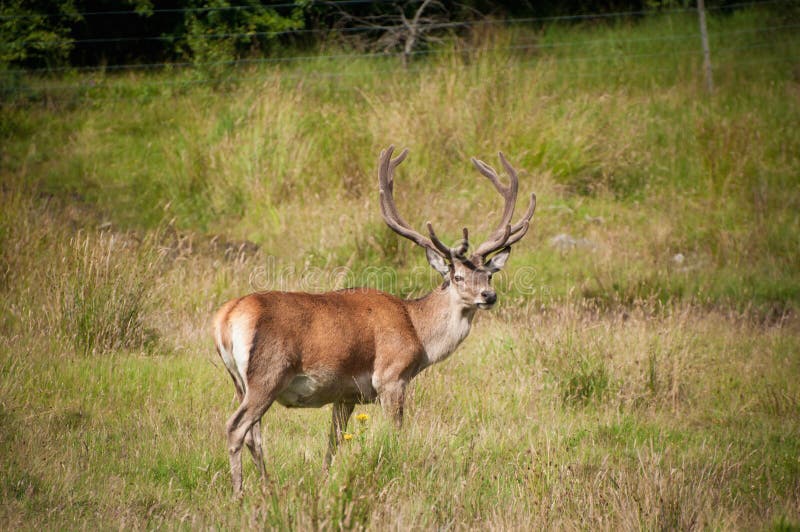 Wild red deer stag stock image. Image of animal, woodland - 63124723