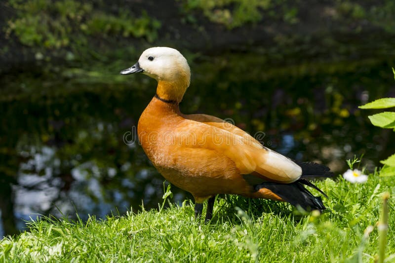 Wild red duck near water stock photo. Image of nature - 182949922